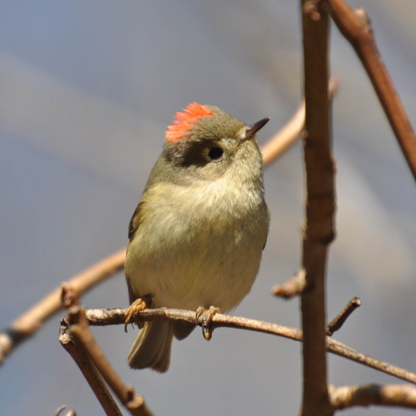 SIB “Bird of the Week” – Ruby-crowned Kinglet – Seabrook Island Birders