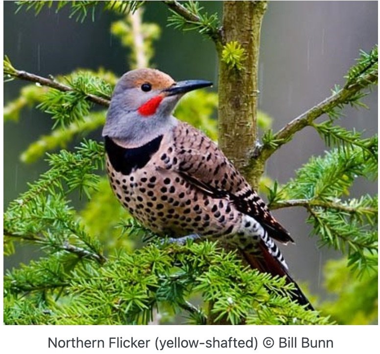SIB “Bird of the Week” – Northern Flicker – Seabrook Island Birders