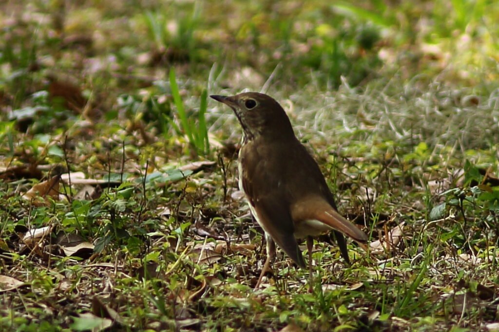 SIB Bird of the Week – Hermit Thrush