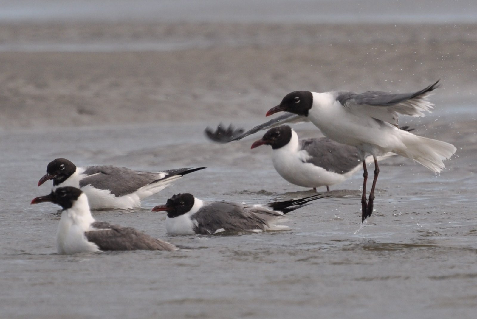 SIB “Bird of the Week” – Laughing Gull – Watching, Learning, Protecting