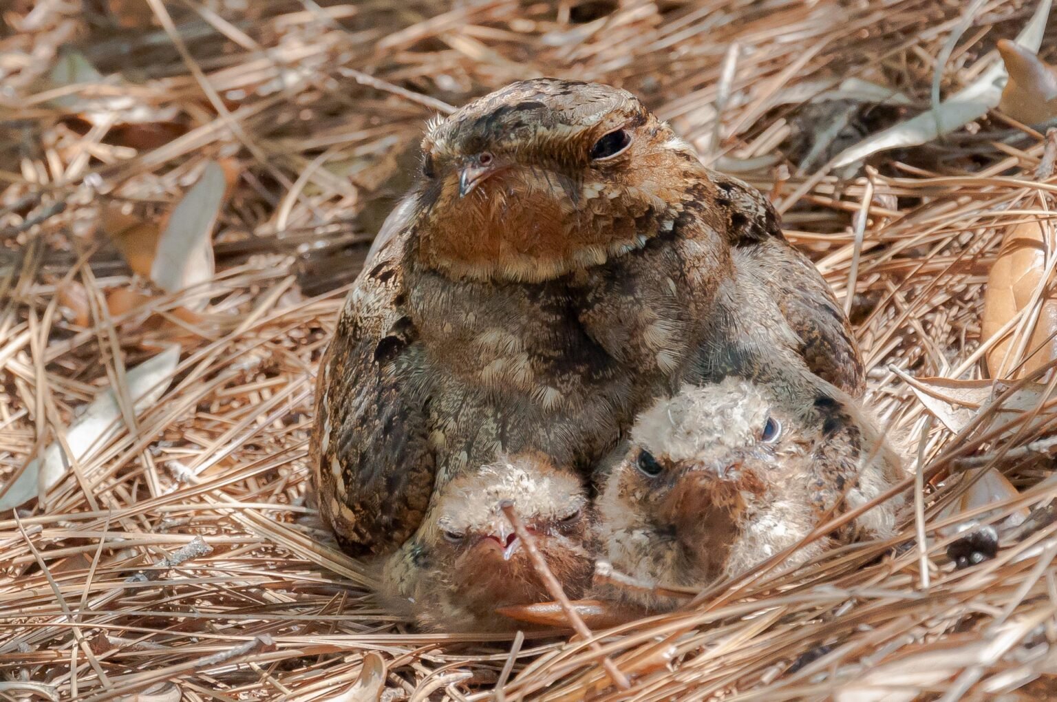 SIB Bird of the Week – Chuck-will’s widow – Watching, Learning, Protecting