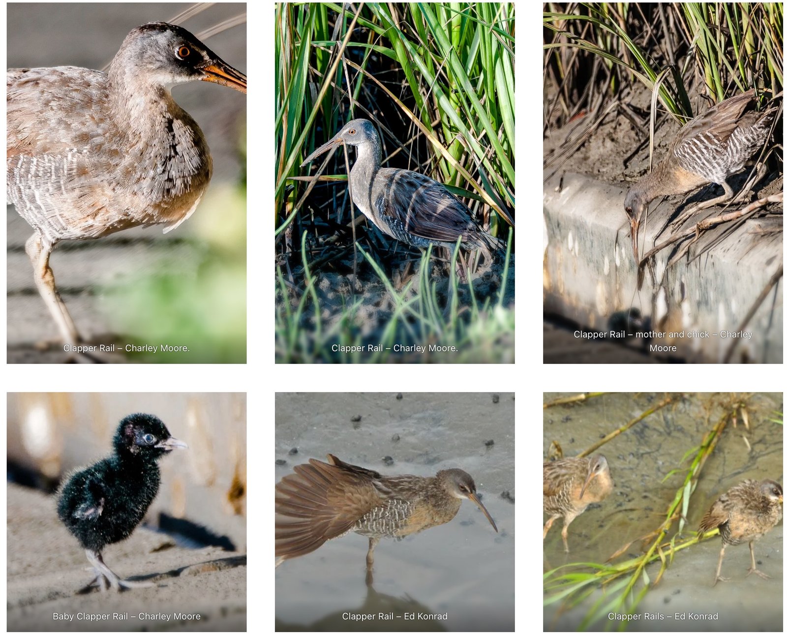 Banded Black Skimmers on North Beach – Watching, Learning, Protecting