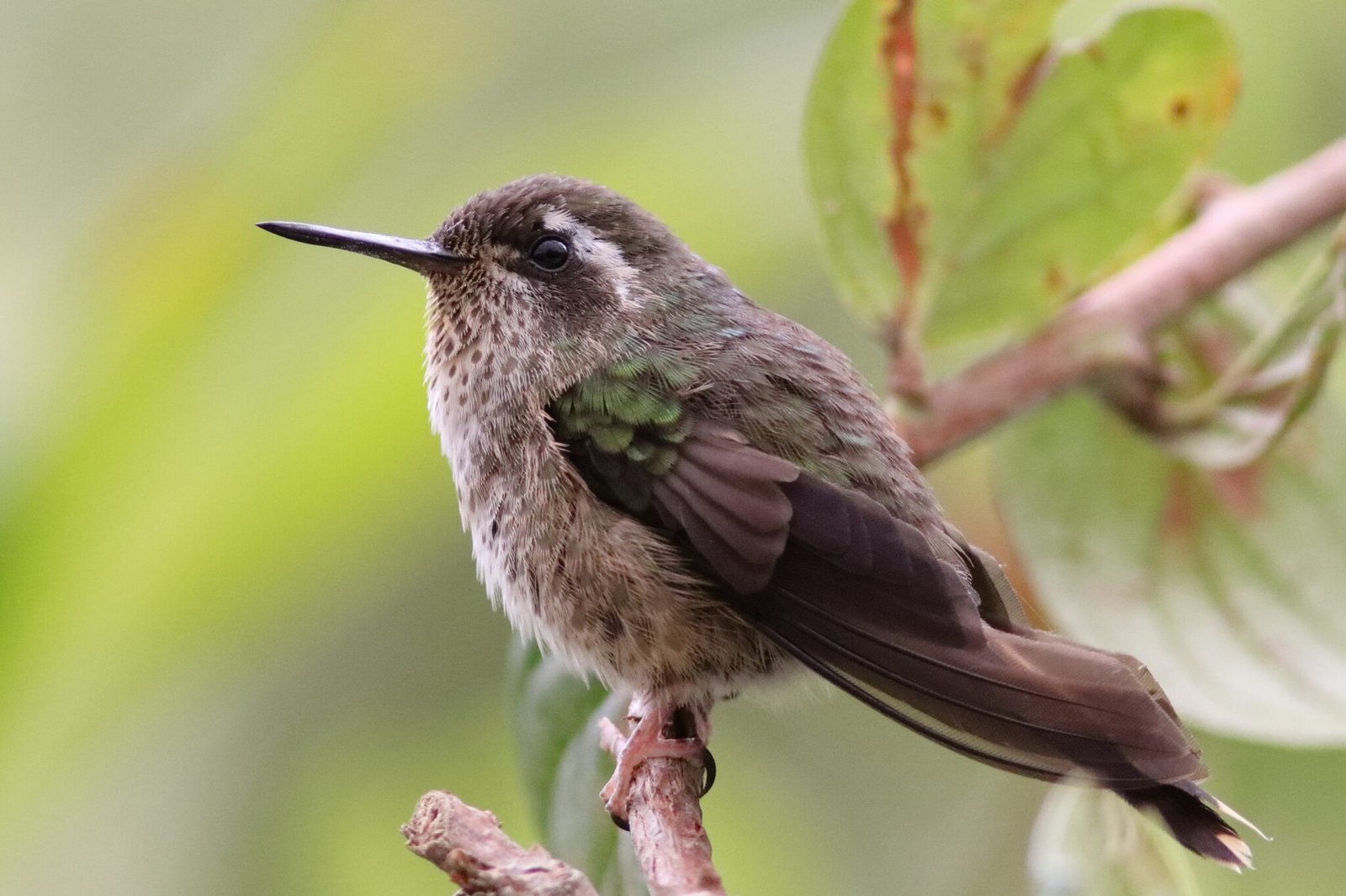 Birding Ecuador – Part 2 – Hummingbirds – Watching, Learning, Protecting