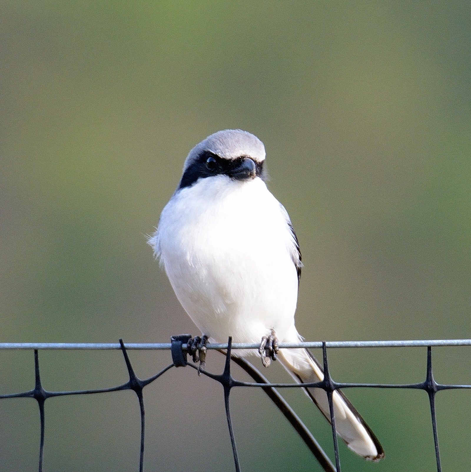 SIB “Bird of the Week” – Loggerhead Shrike – Watching, Learning, Protecting