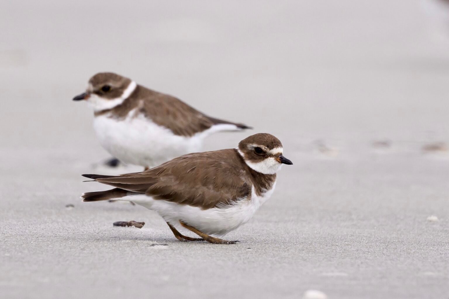 SIB “Bird of the Week” – Semipalmated Plover – Watching, Learning ...