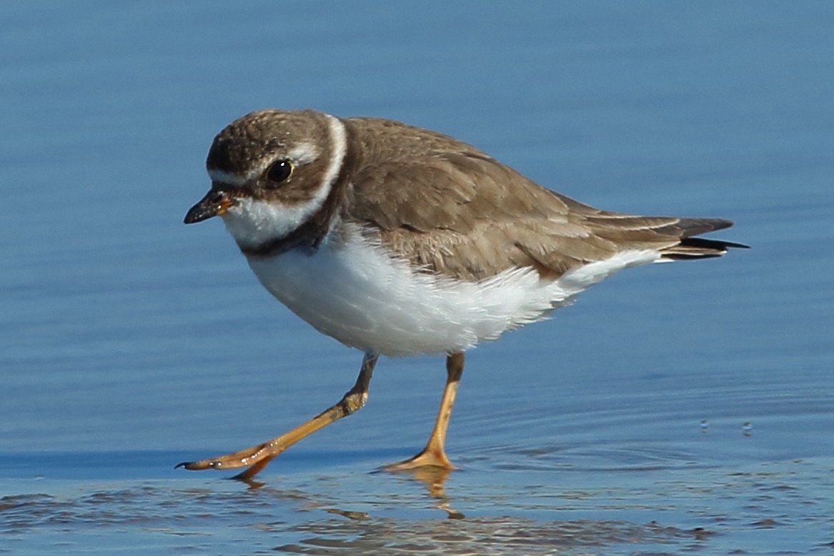SIB “Bird of the Week” – Semipalmated Plover – Watching, Learning ...